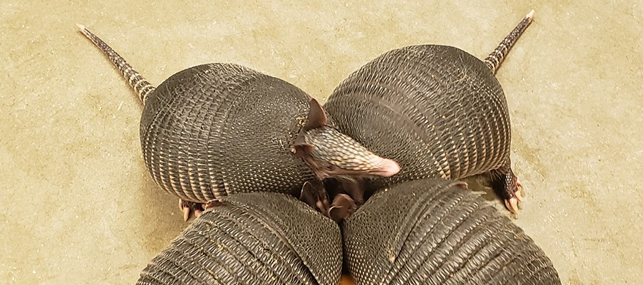 Ancient disease has potential to regenerate livers | Centre for Regenerative Medicine | Centre ...